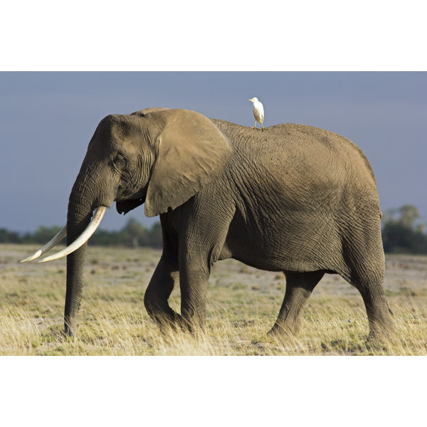 17 Stories Elefant und Egrit - Druck | Wayfair.de